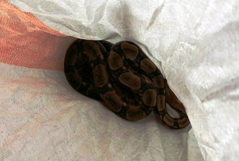 Una "masacuata" fue localizada en un árbol de la colonia Costa Rica